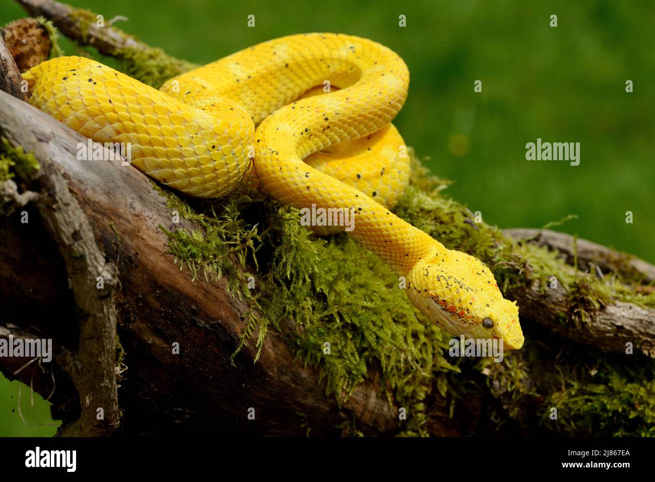 Eyelash viper on mossy branch ; Origin: Central America Stock Photo - Alamy