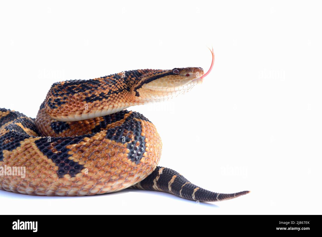 Bushmaster Snake Wallpaper