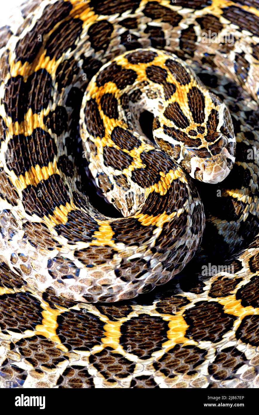 Mexican lance-headed rattlesnake ; Origin: Mountains of Mexico Stock ...