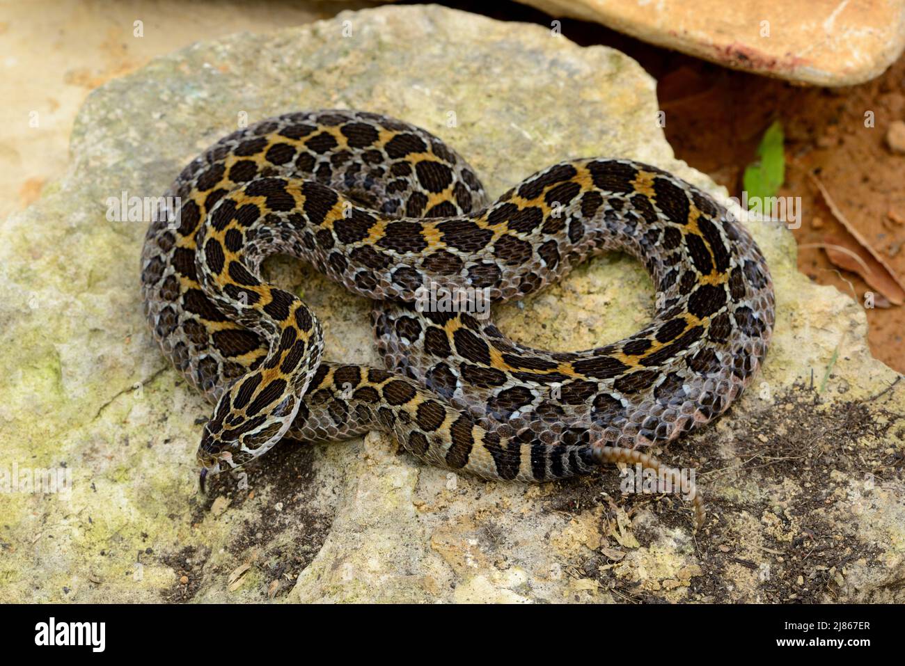Mexican lance-headed rattlesnake on rock ; Origin: Mountains of Mexico ...