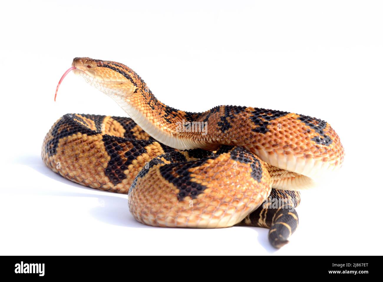 Bushmaster Snake Wallpaper