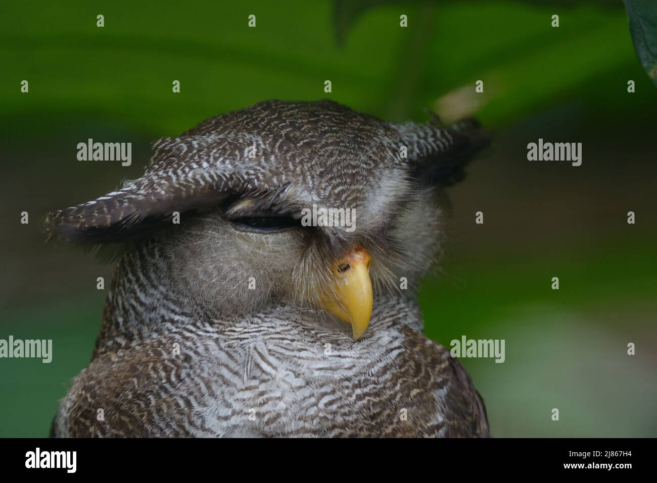 Portrait of Malay eagle owl - Malaysia Stock Photo - Alamy