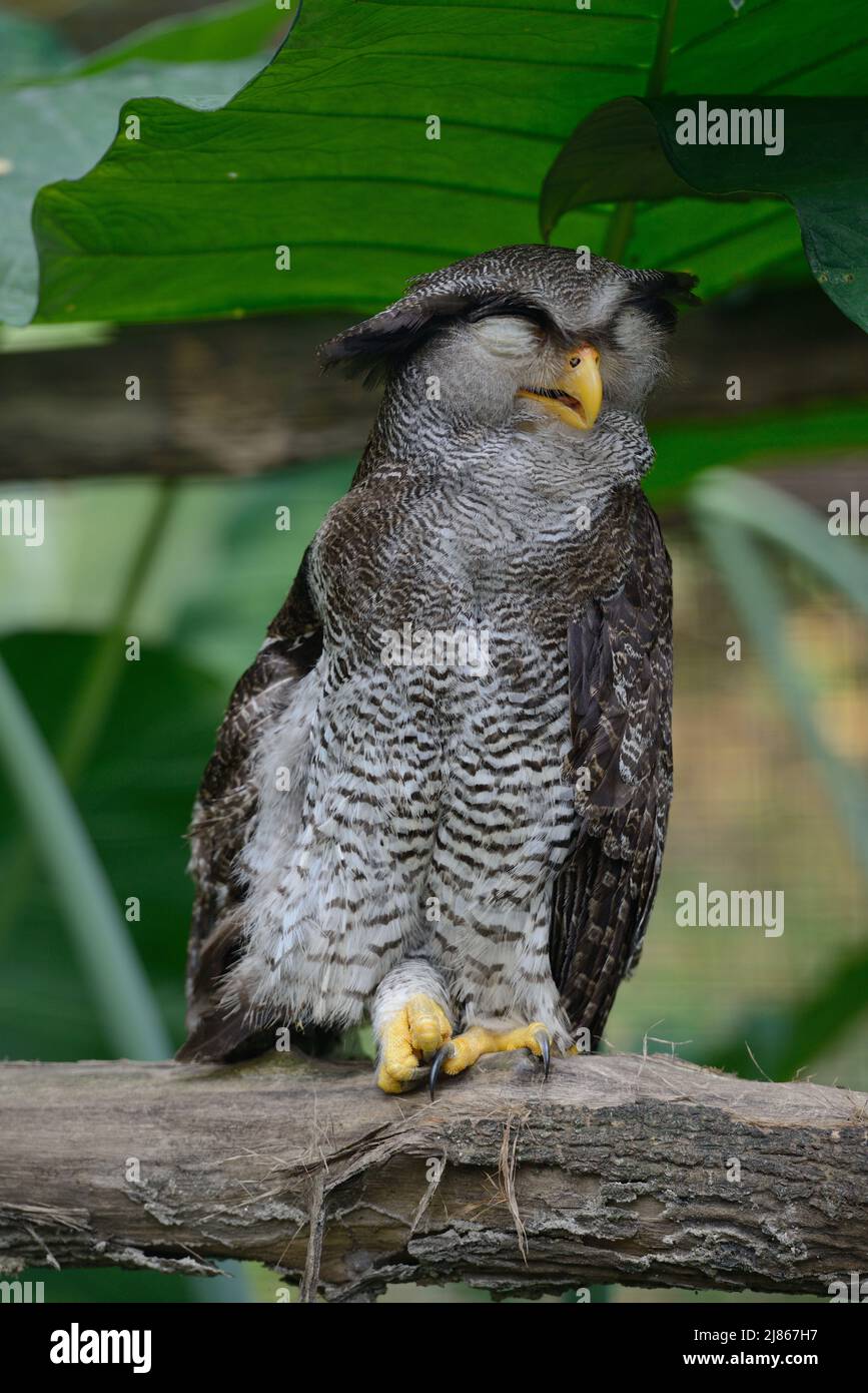 Malay Eagle Owl on a branch - Malaysia Stock Photo - Alamy