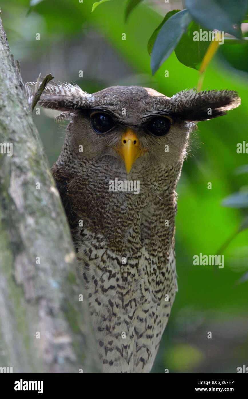 Portrait of Malay Eagle Owl - Malaysia Stock Photo - Alamy