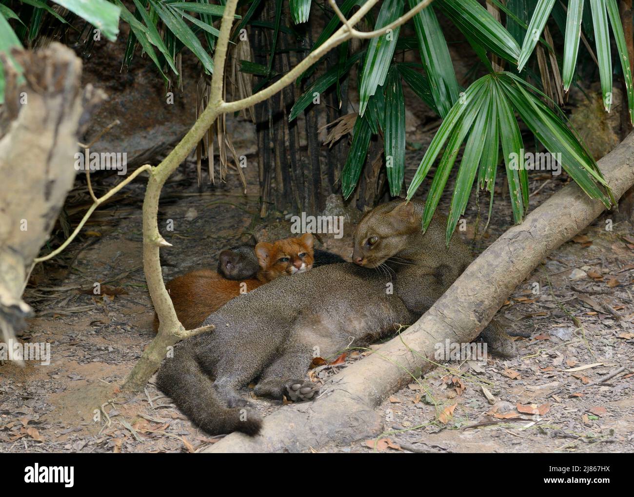 Jaguarundi felis herpailurus yagouaroundi captive hi-res stock ...