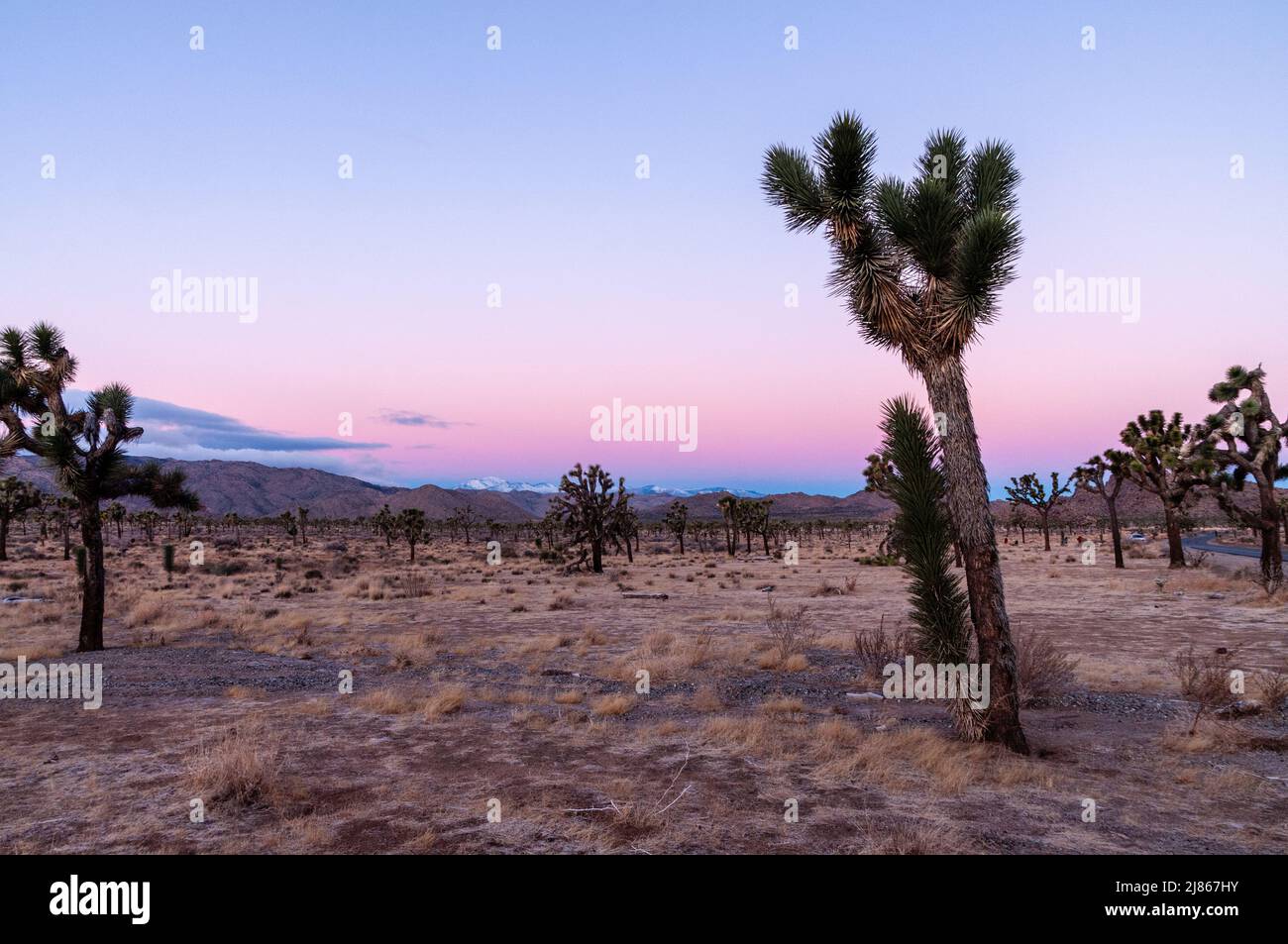 Joshua pine trees hi-res stock photography and images - Alamy