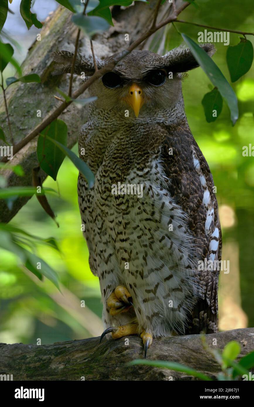 Malay eagle owl hi-res stock photography and images - Alamy