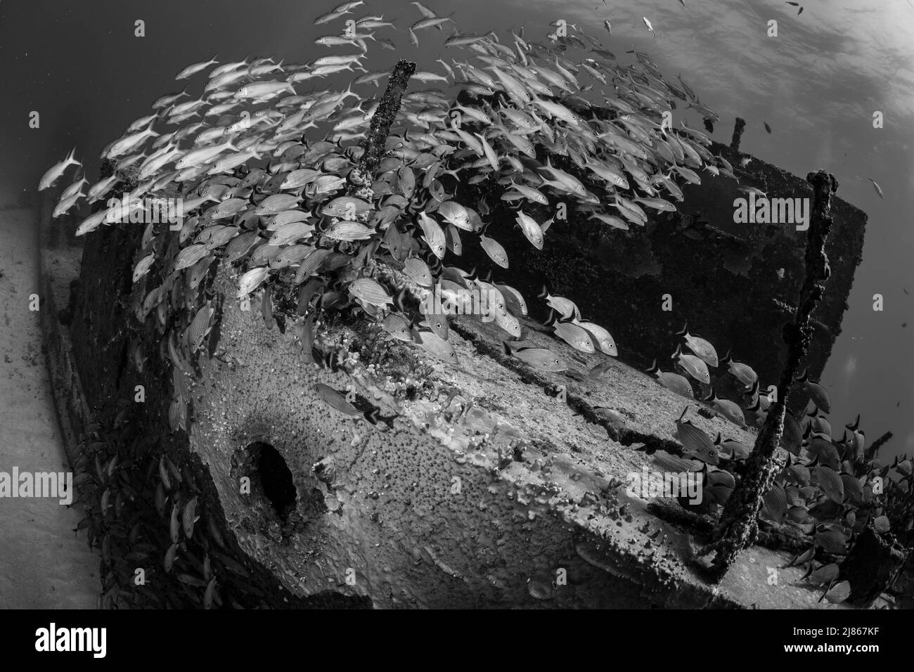 Stripped fish Black and White Stock Photos & Images - Alamy