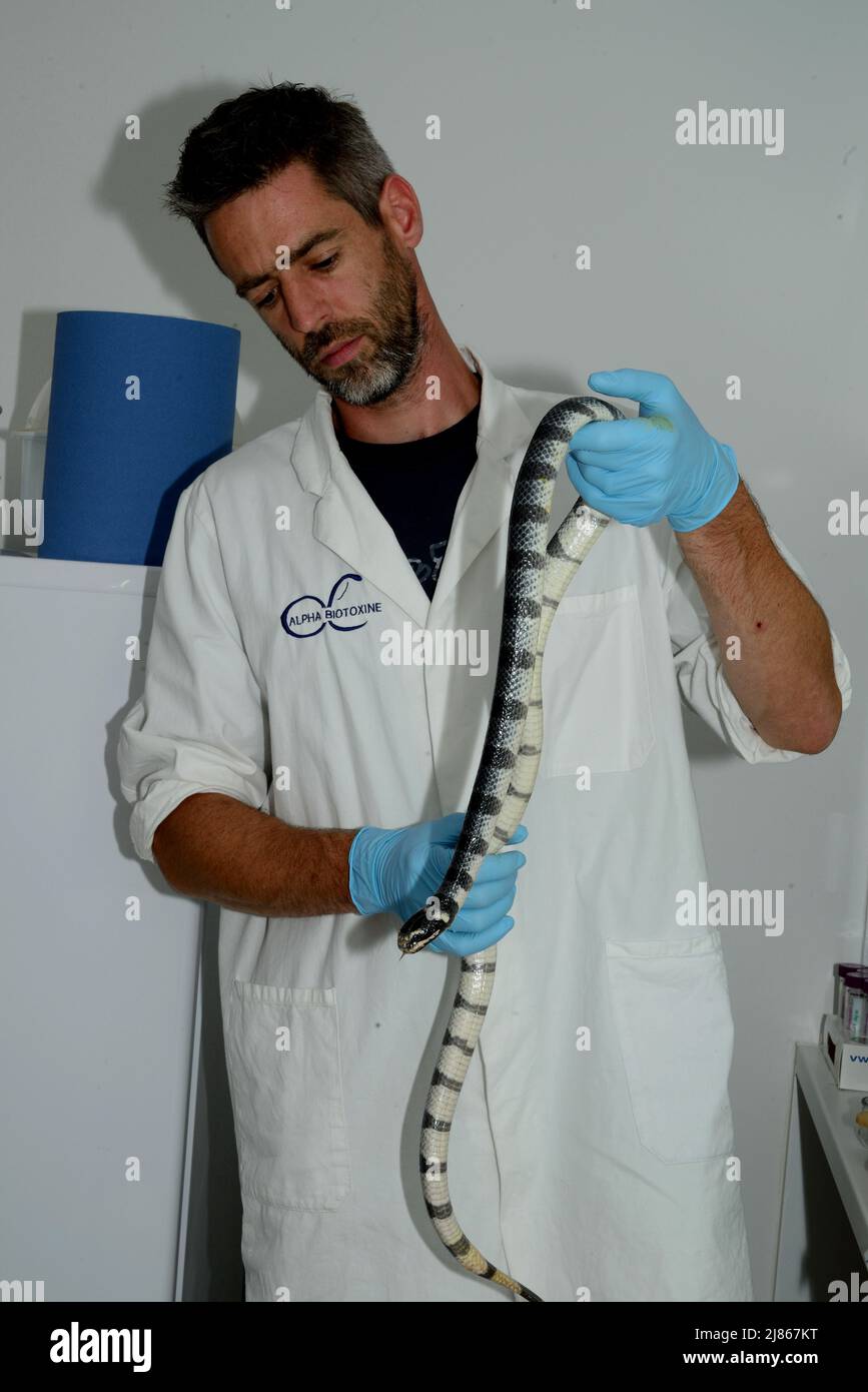 Banded Sea Krait venom collecting in laboratory - Belgium Stock Photo ...