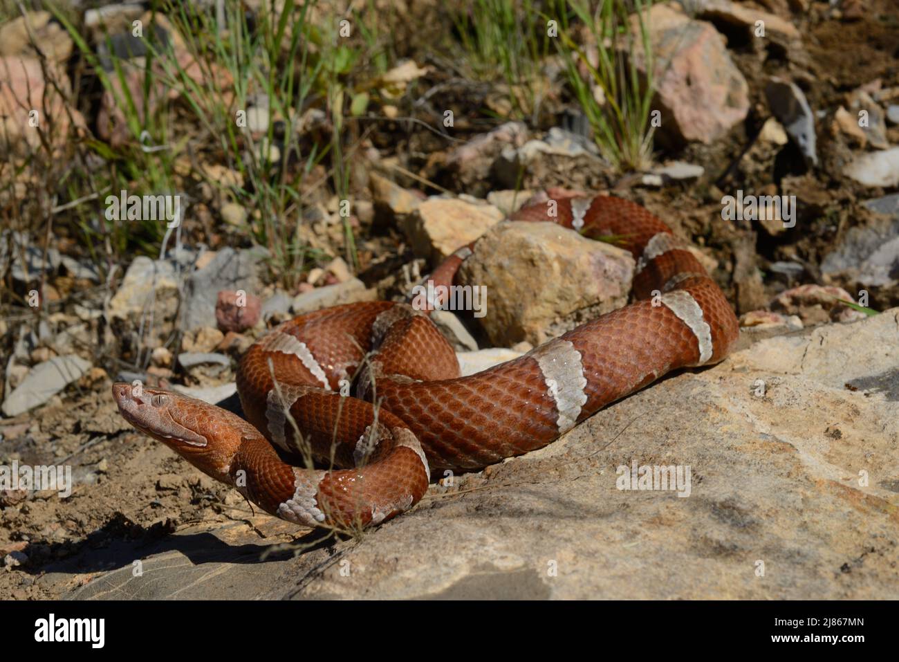 Broad banded copperhead snake hi-res stock photography and images - Alamy