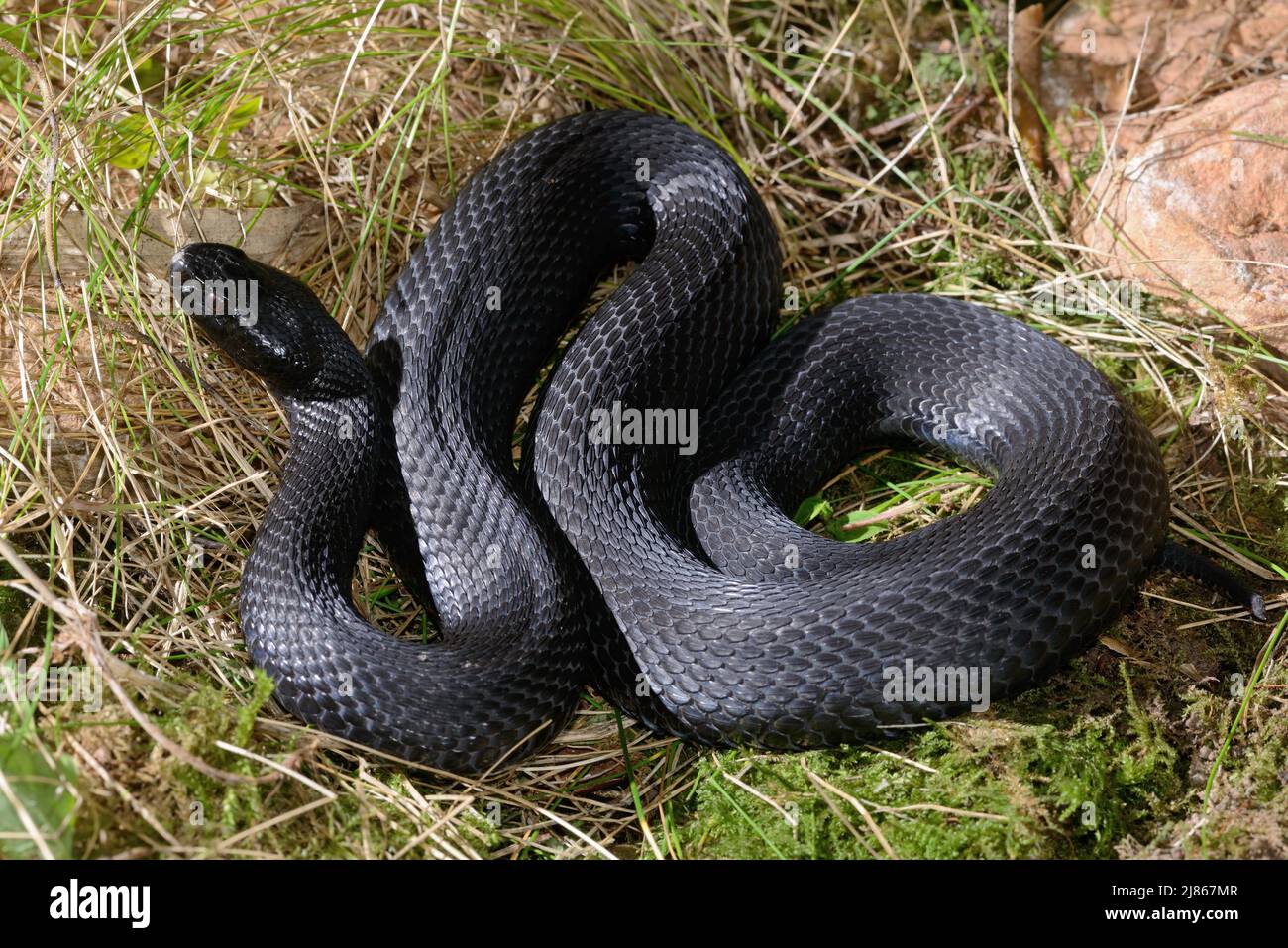 Forest-steppe adder on moss - Ukraine Stock Photo - Alamy