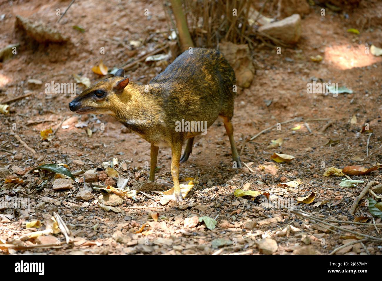 Greater malay mouse deer tragulus napu hi-res stock photography and ...