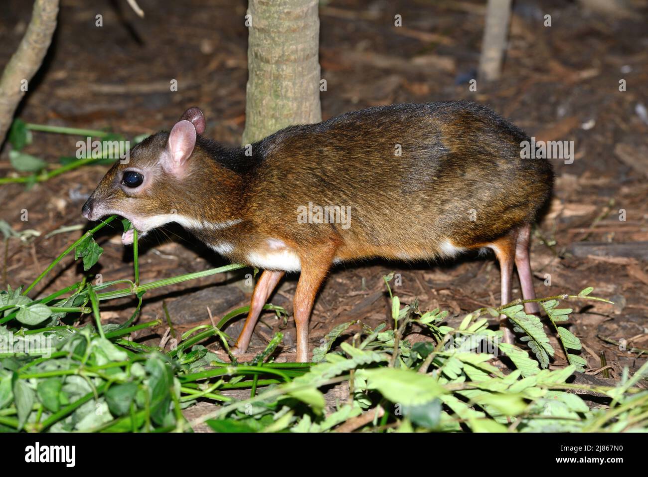 Lesser mouse deer eating foliage - Malaysia Stock Photo - Alamy