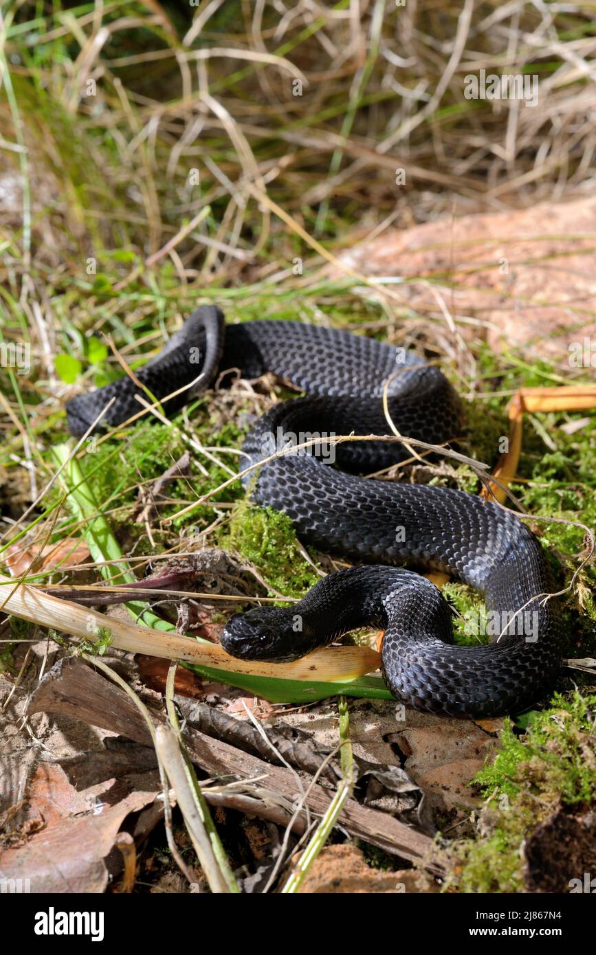 Forest-steppe adder on moss - Ukraine Stock Photo - Alamy