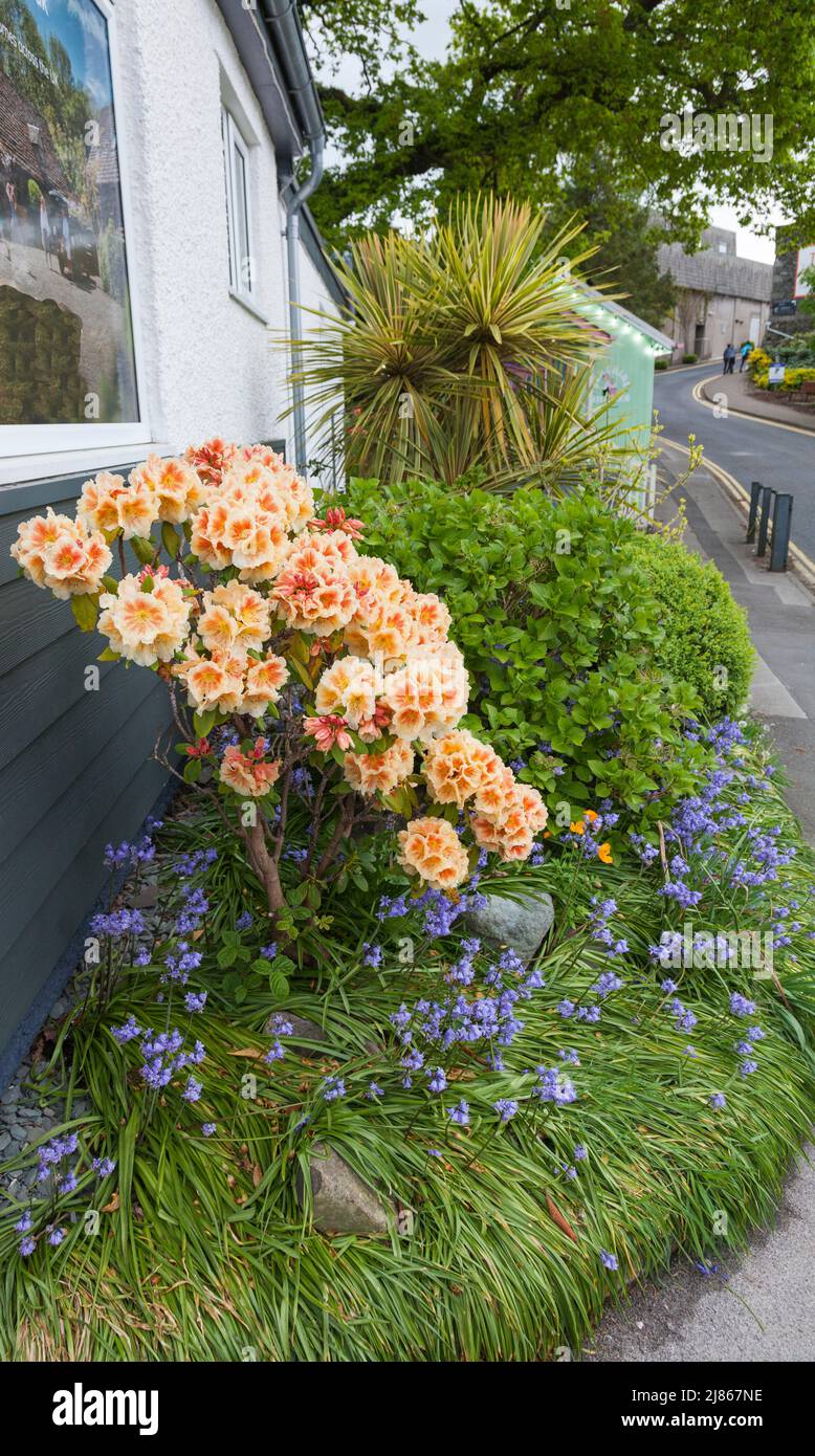 Orange rhododendron flowers hi-res stock photography and images - Alamy