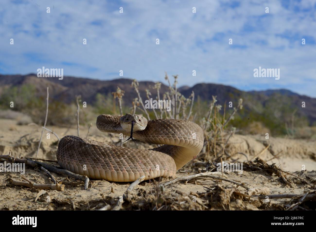 Western diamondback rattlesnake - Arizona USA Stock Photo - Alamy