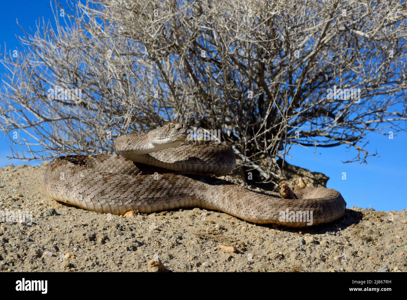 Western diamondback rattlesnake - Arizona USA Stock Photo - Alamy