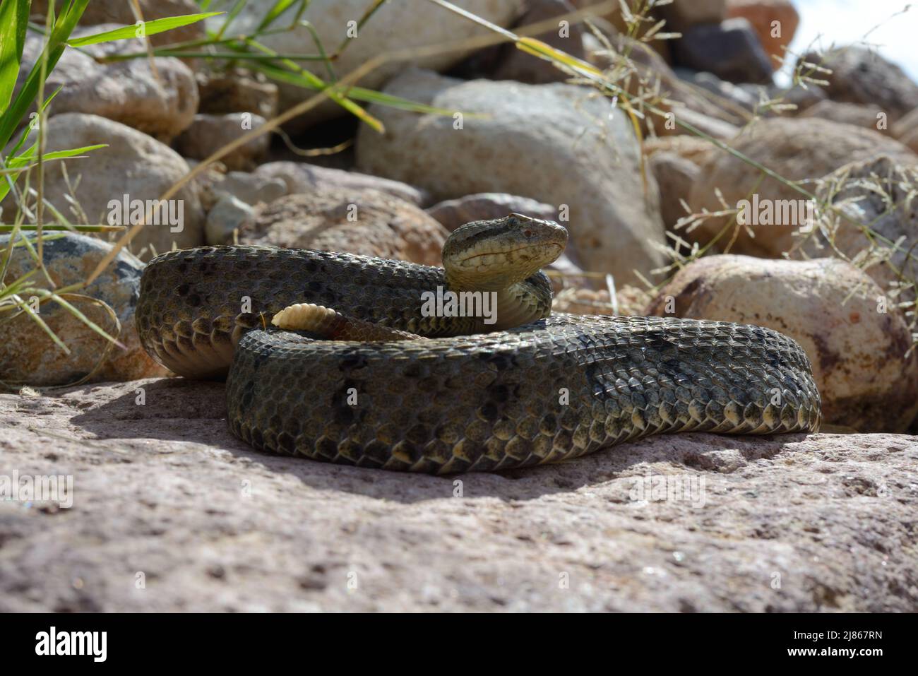 Mexican dusky rattlesnake on rock - Mountains South Mexico Stock Photo ...