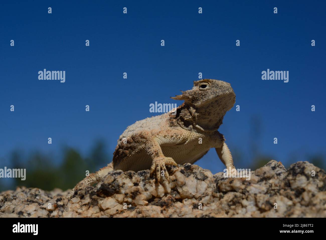 Roundtail horned lizard hi-res stock photography and images - Alamy