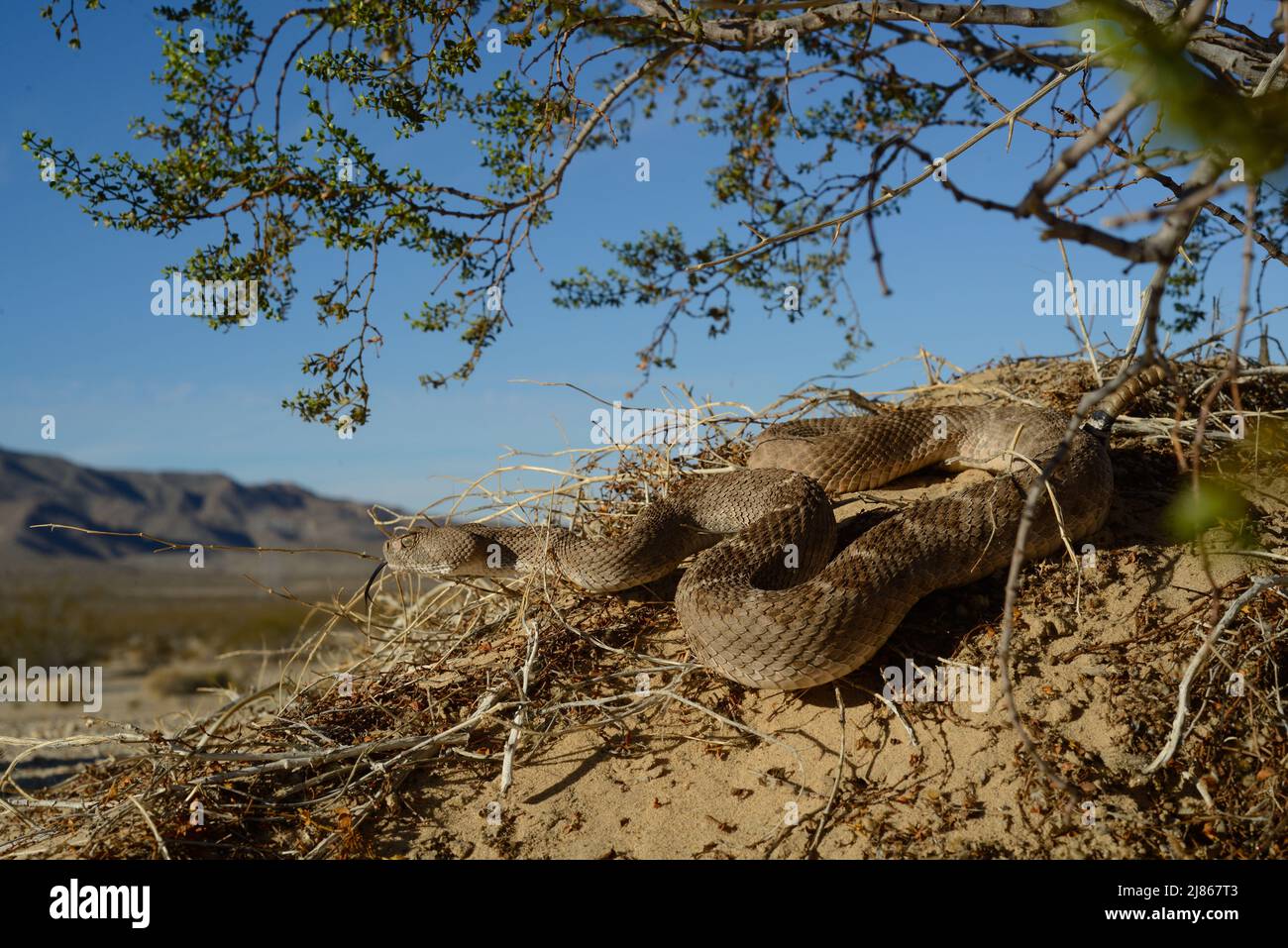 Western diamondback rattlesnake - Arizona USA Stock Photo - Alamy