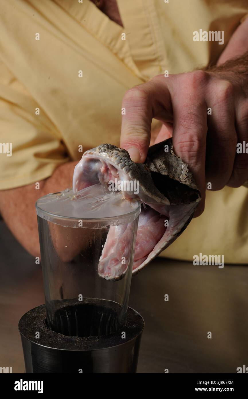 West African Gabon viper's venom removal in a laboratory ; Latoxan ...
