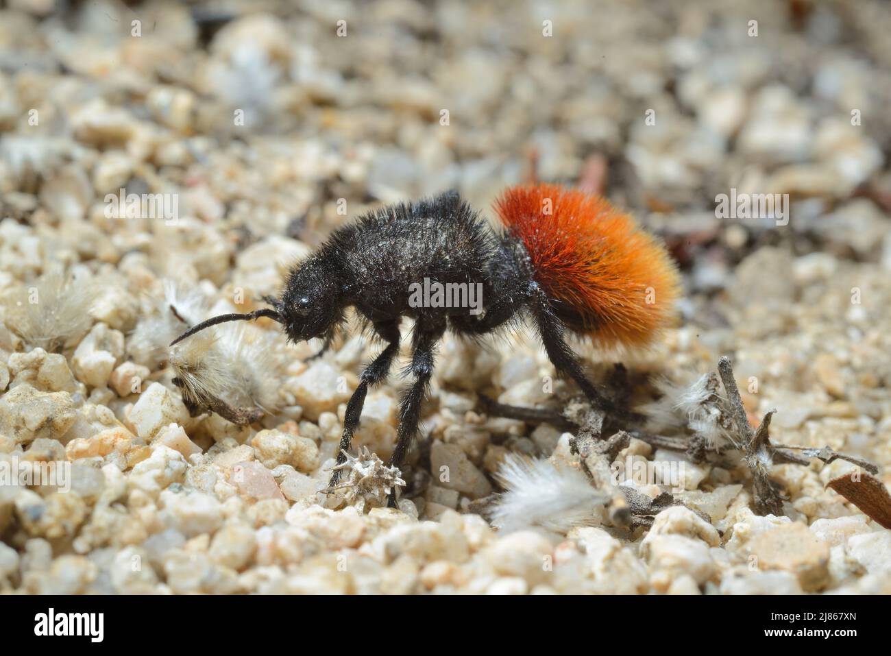 Red velvet ant on sand - Arizona USA Stock Photo - Alamy