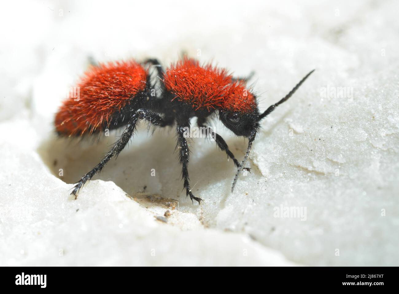 Red velvet ant on rock - Arizona USA Stock Photo - Alamy