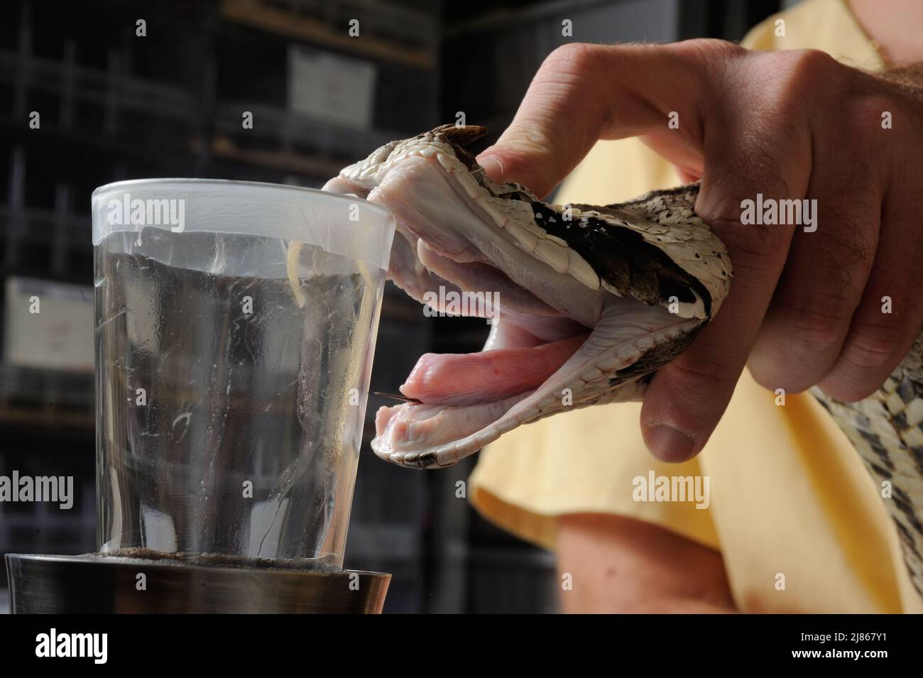 West African Gabon viper's venom removal in a laboratory ; Latoxan ...