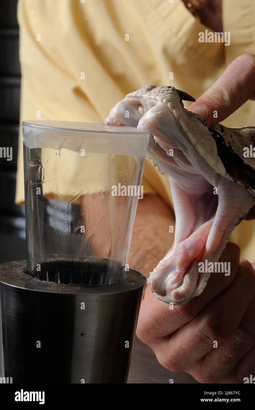 West African Gabon viper's venom removal in a laboratory ; Latoxan ...