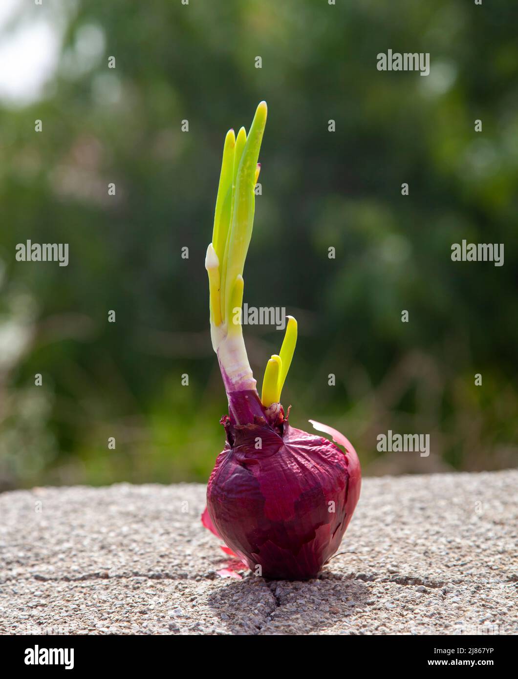 Purple sweet onion sprouted hi-res stock photography and images - Alamy