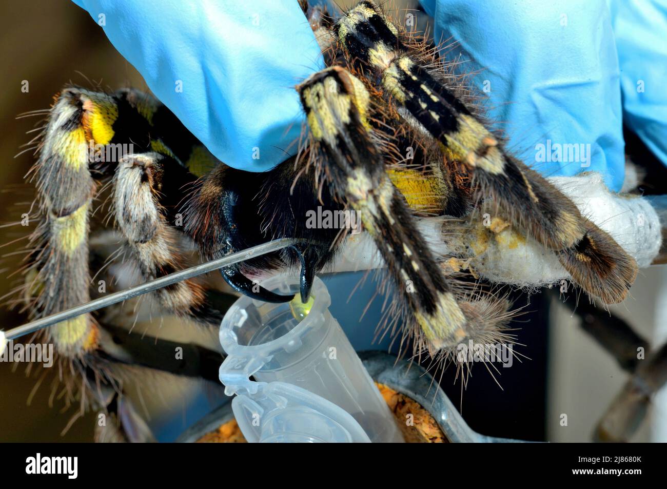 Regal Parachute Spider's venom removal Stock Photo - Alamy