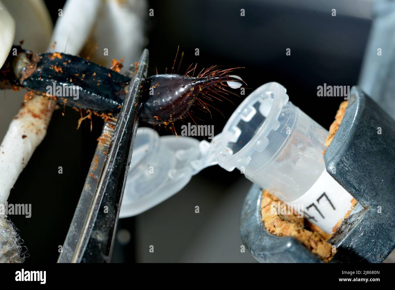 Scorpion's venom removal ; Laboratory Alphabiotoxine Stock Photo - Alamy