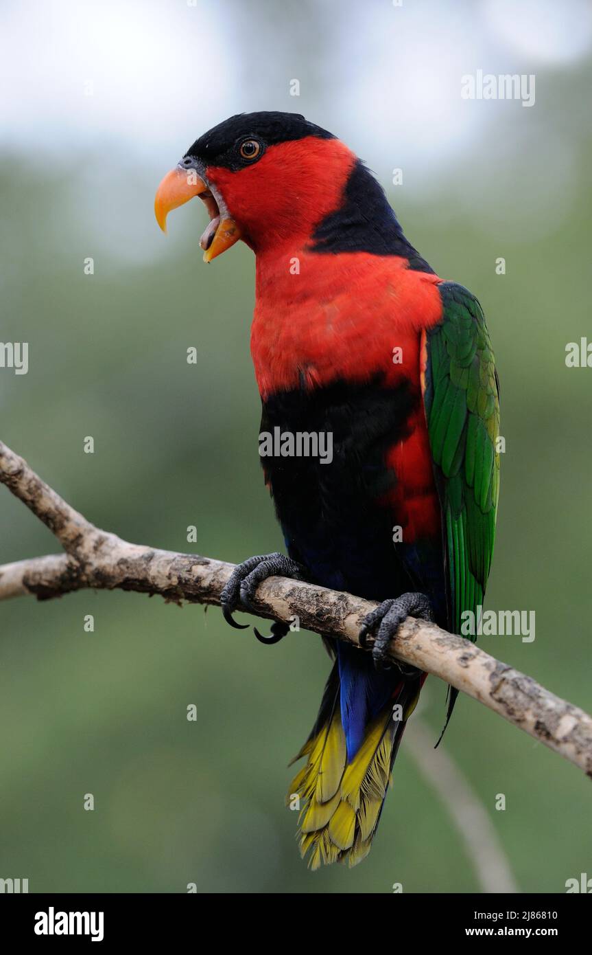 Black capped lory bird lorius lory hi-res stock photography and images ...