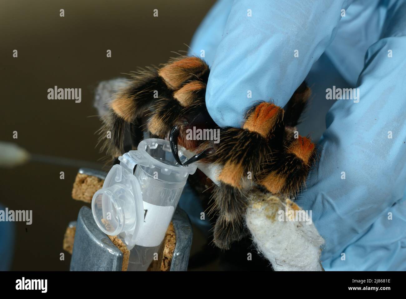 Mexican red-knee's venom removal Stock Photo - Alamy