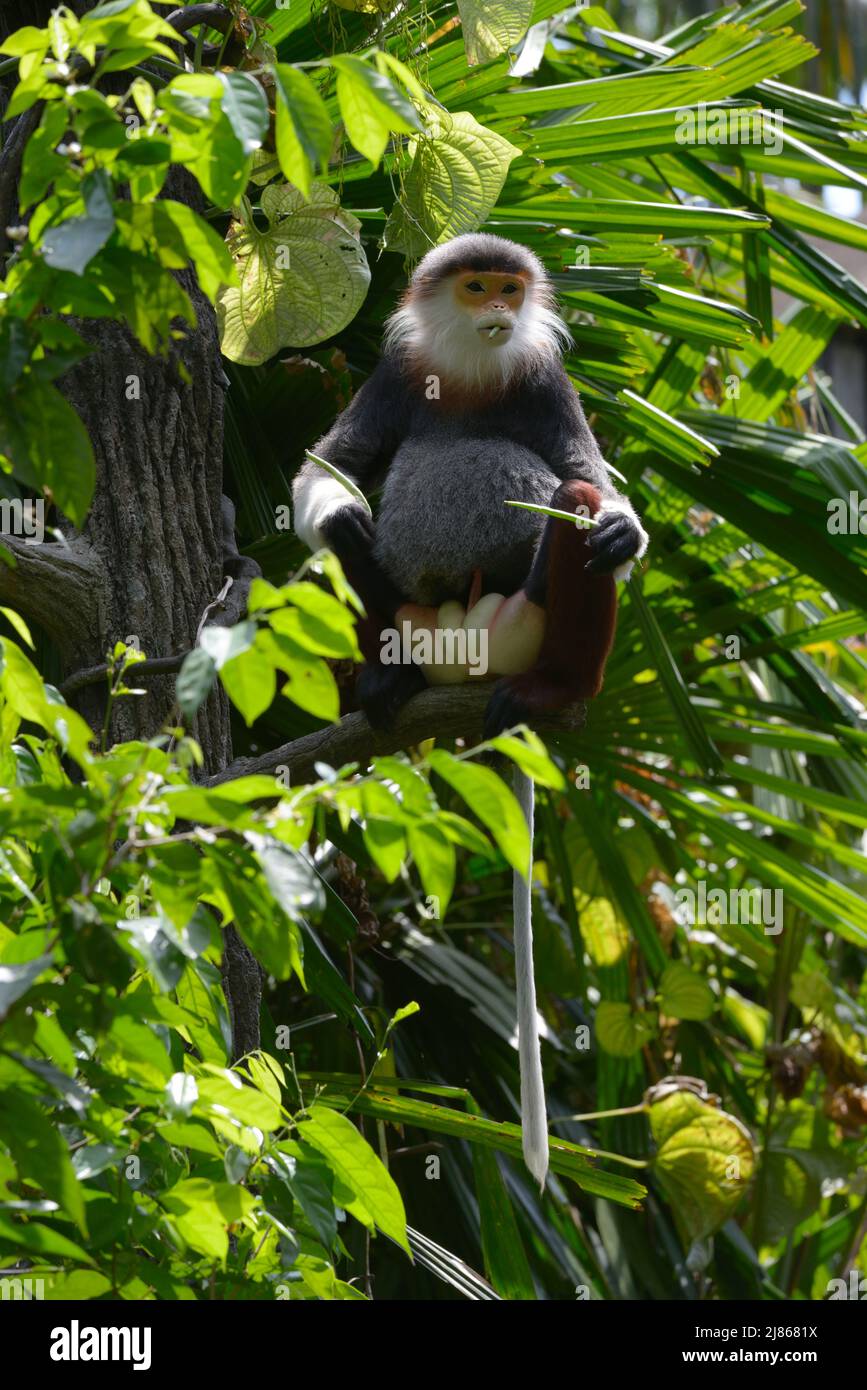 Red-shanked Douc Langur on a forest branch Stock Photo - Alamy