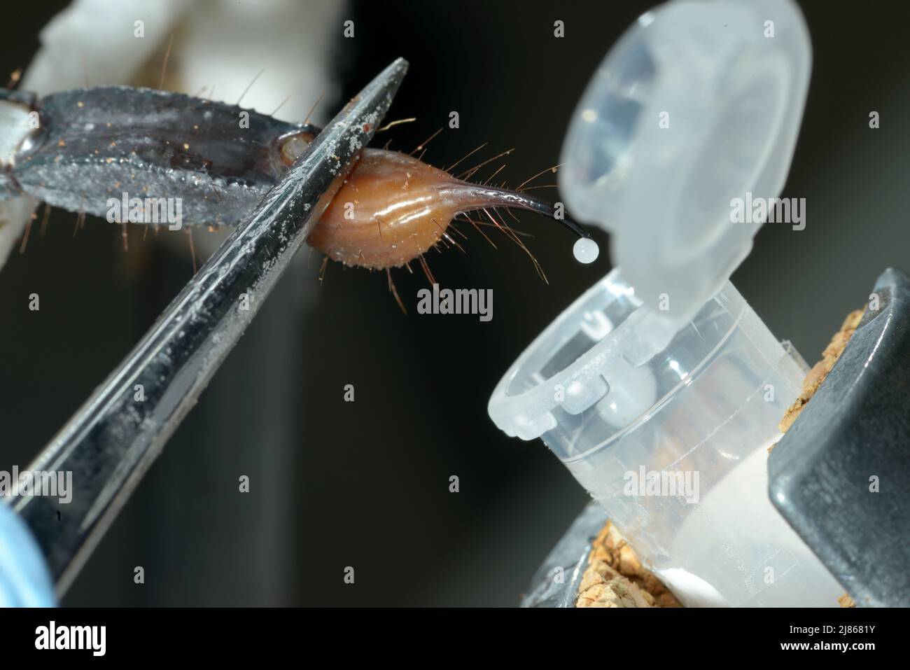 Scorpion's venom removal ; Laboratory Alphabiotoxine Stock Photo - Alamy