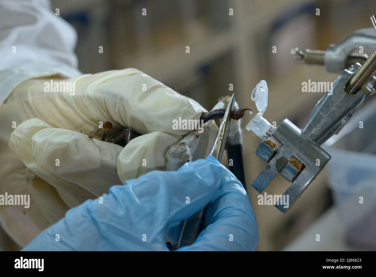 Scorpion's venom removal ; Laboratory Alphabiotoxine Stock Photo - Alamy