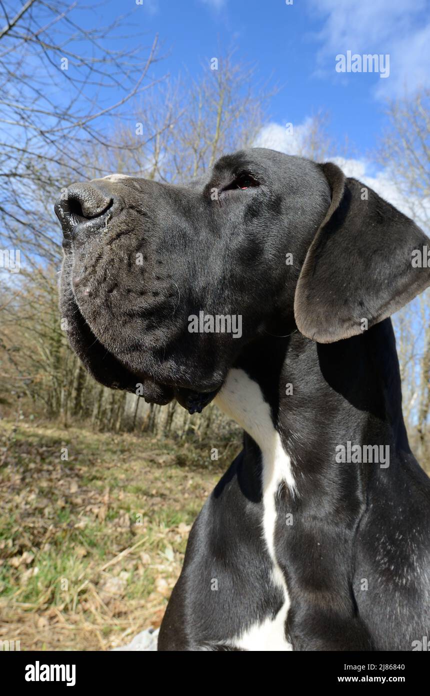 Portraity of Great Dane Stock Photo - Alamy