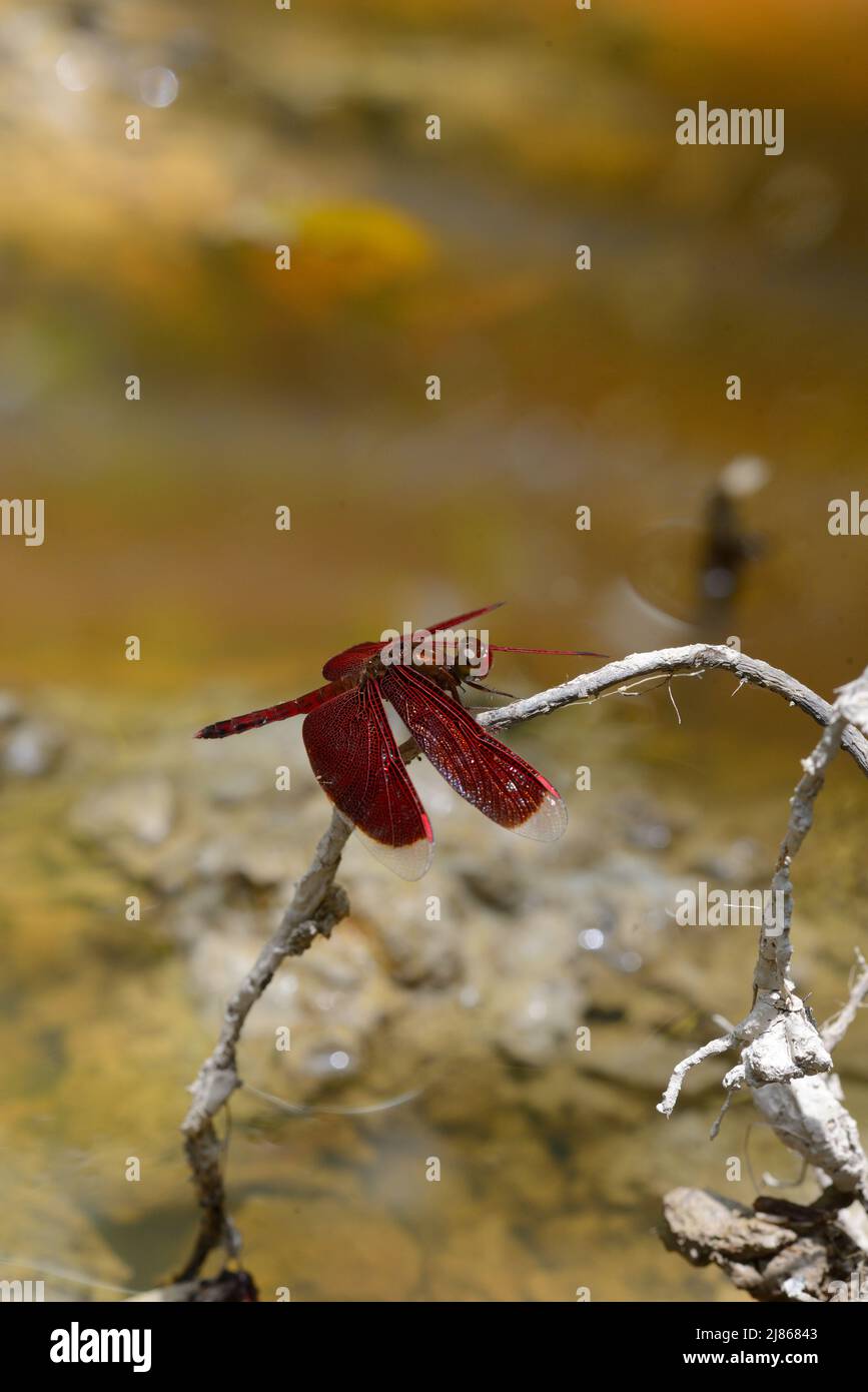 Grasshawk Dragonfly on a twig - Taman Negara Malaysia Stock Photo - Alamy
