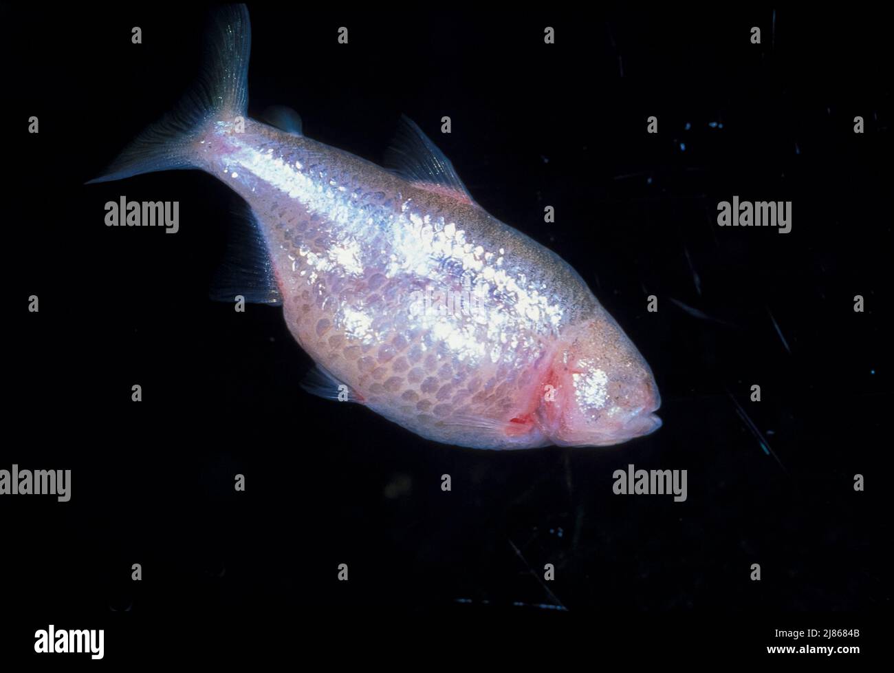 Blind tetra (Astyanax mexicanus Stock Photo - Alamy