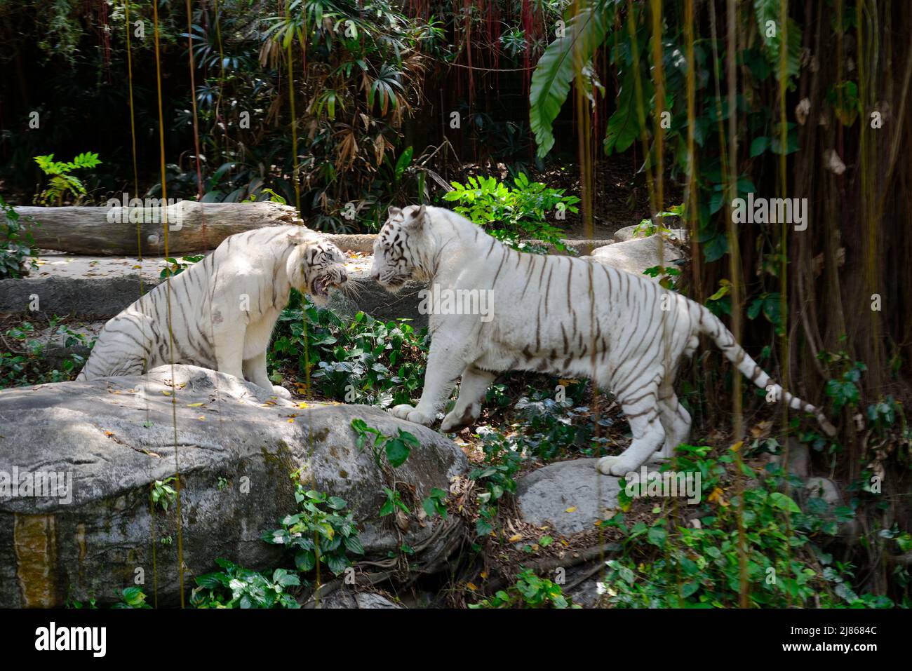 White tigers couple face to face Stock Photo - Alamy