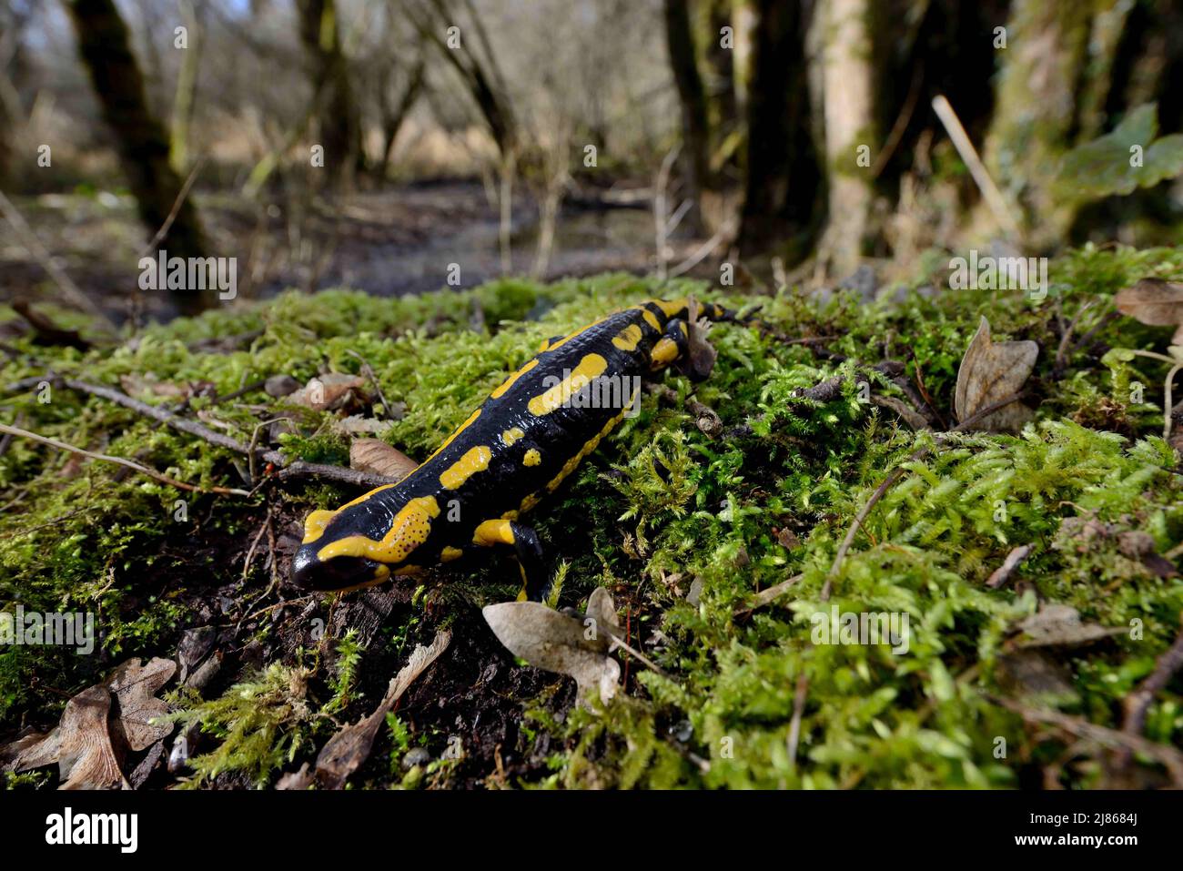 Three salamanders hi-res stock photography and images - Alamy