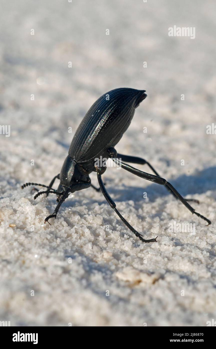 Dune darkling beetle head-stand posture - White Sands NM Stock Photo ...
