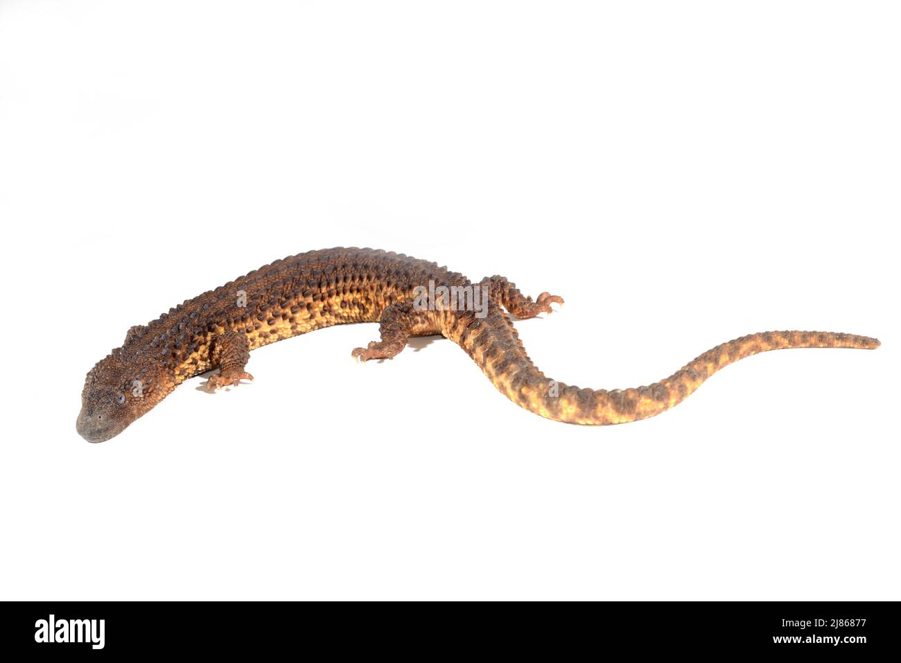 Earless monitor lizard on white background Stock Photo - Alamy
