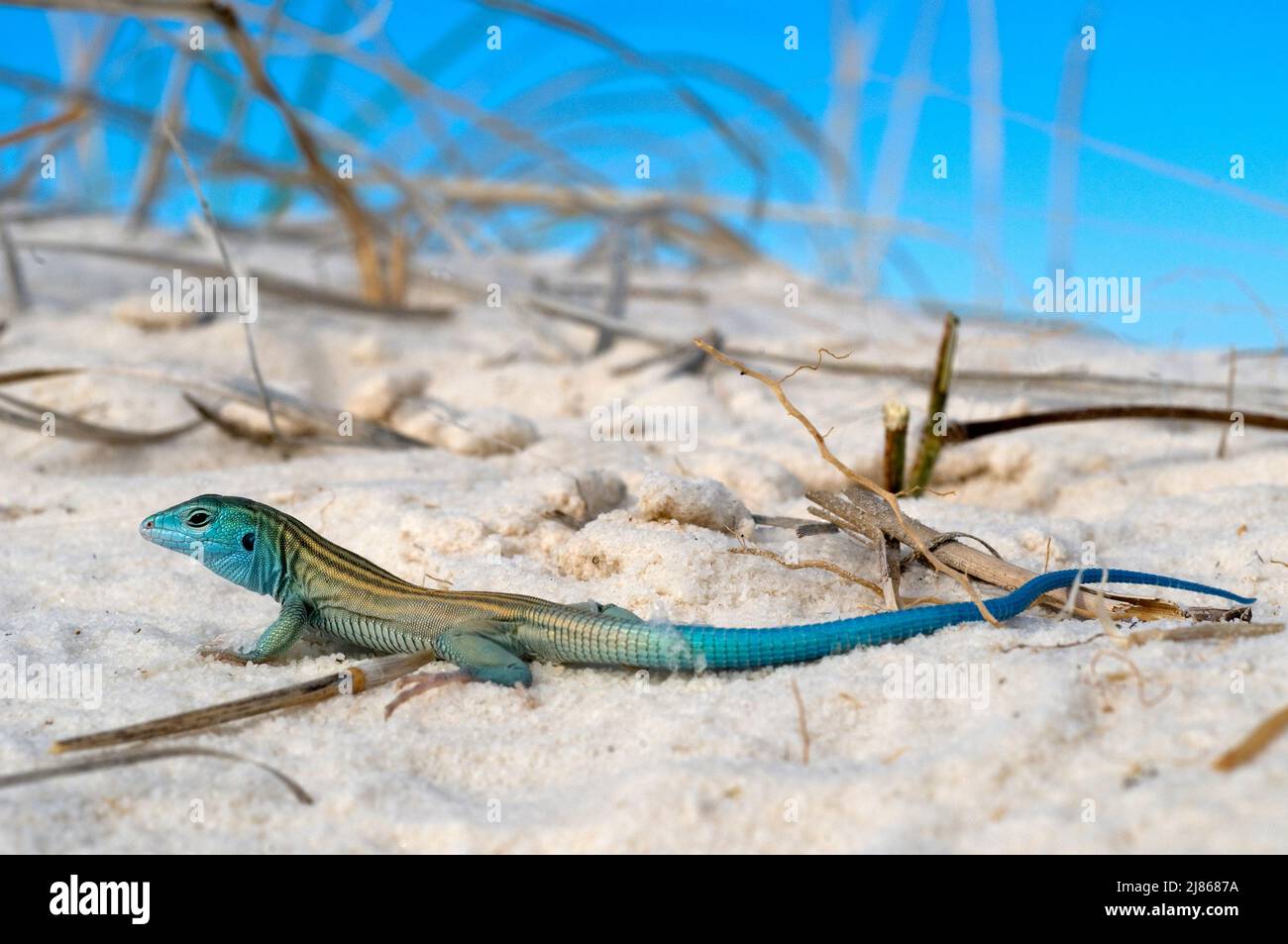 Little white whiptail lizard - White Sands NM Stock Photo - Alamy