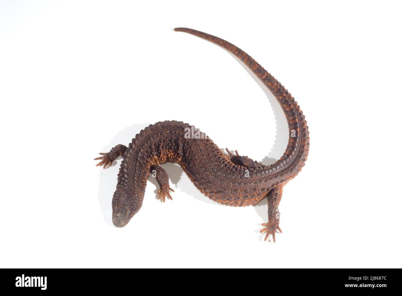Earless monitor lizard on white background Stock Photo - Alamy