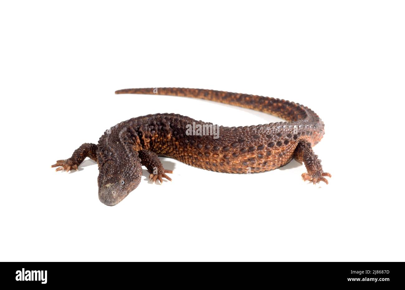 Earless monitor lizard on white background Stock Photo - Alamy