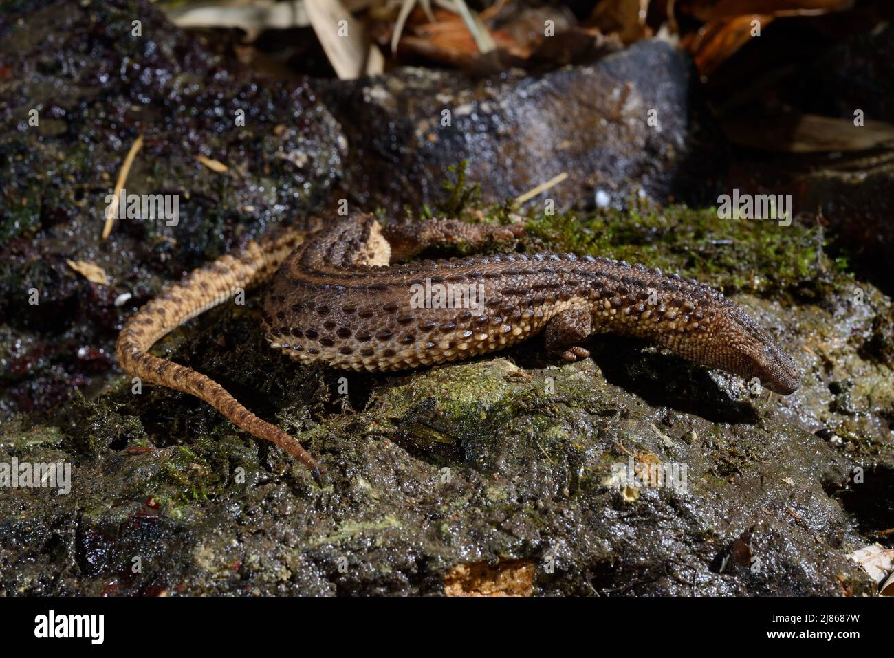 Earless monitor lizard hi-res stock photography and images - Alamy