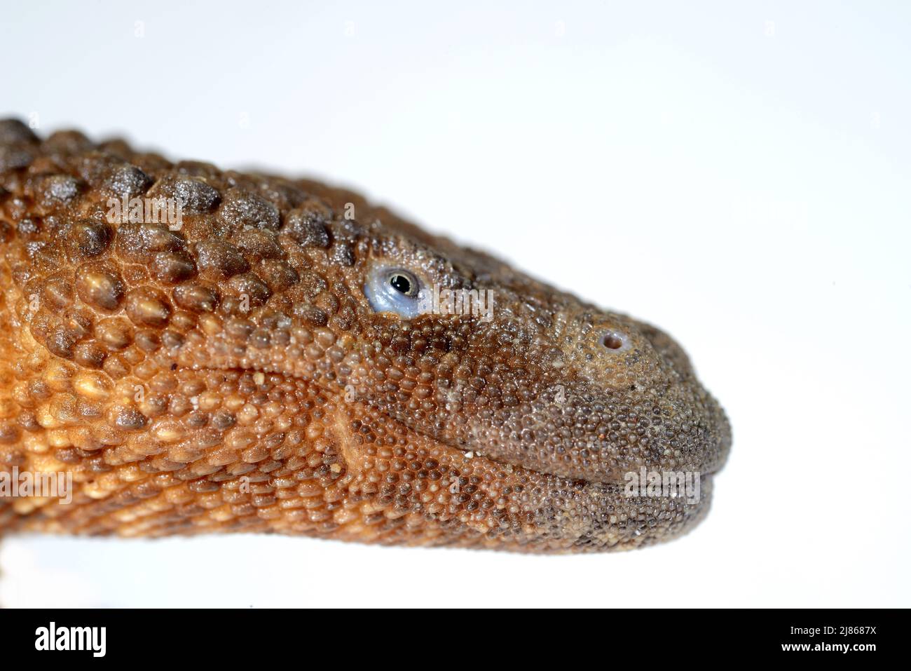 Portrait of Earless monitor lizard on white background Stock Photo - Alamy