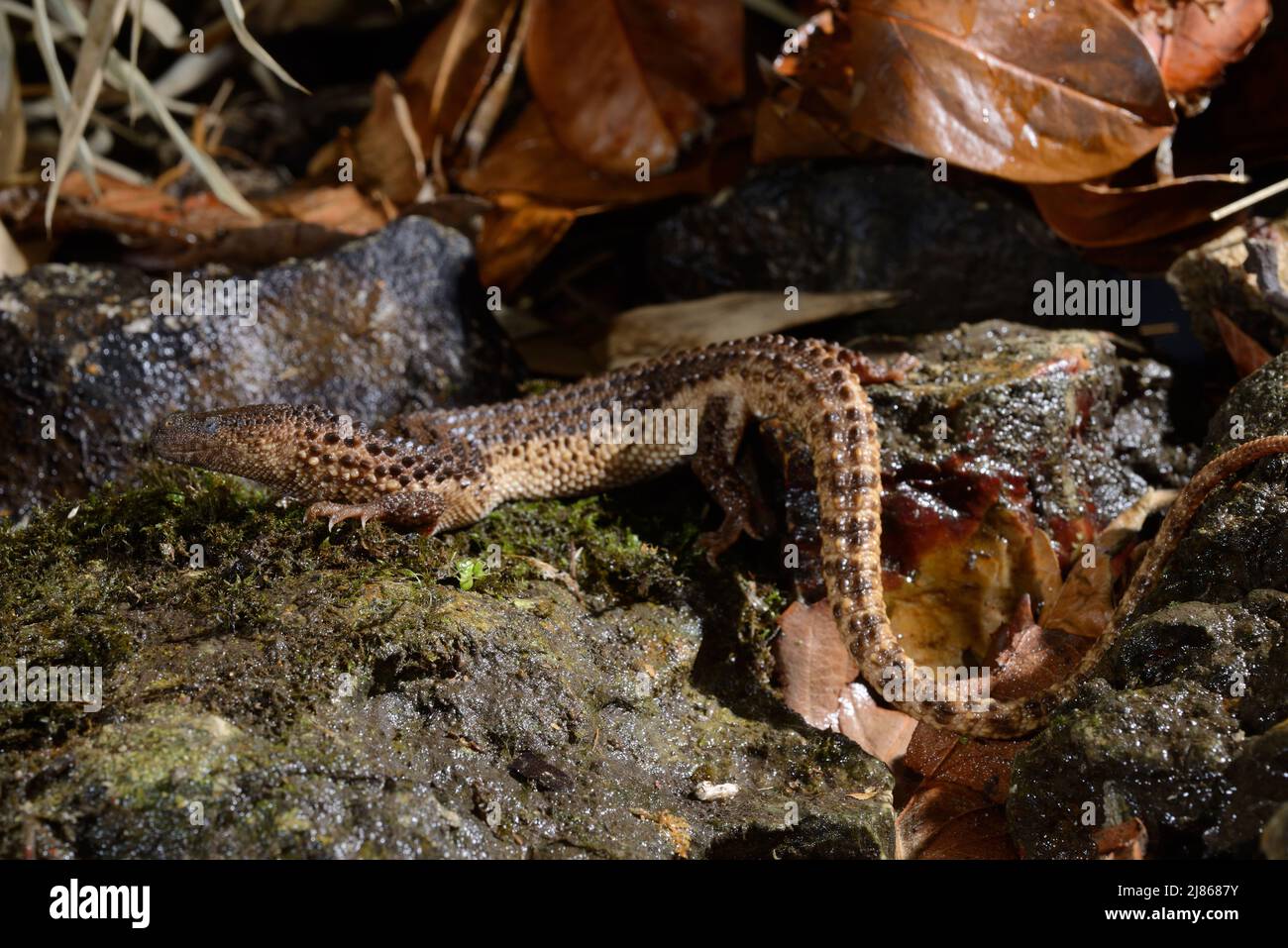 Earless monitor lizard on rock and dead leaves Stock Photo - Alamy